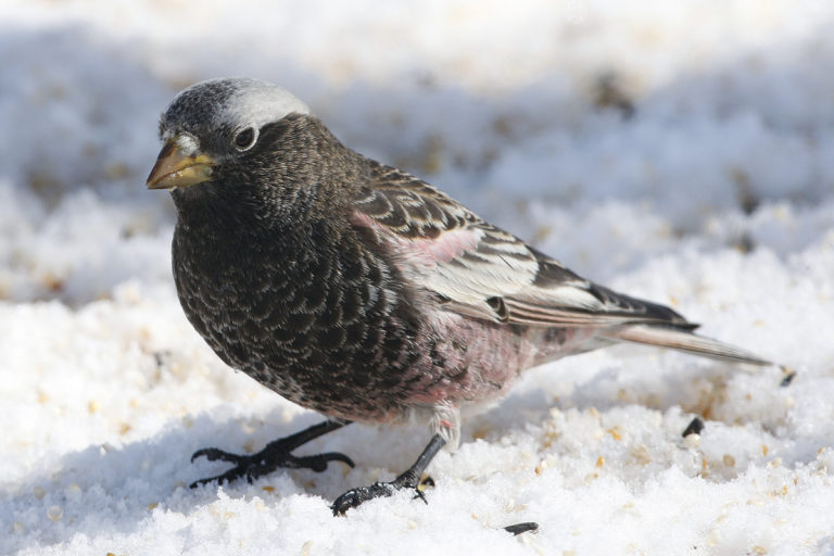 Ski Resorts and Utah Wild Lands - Wild About Utah