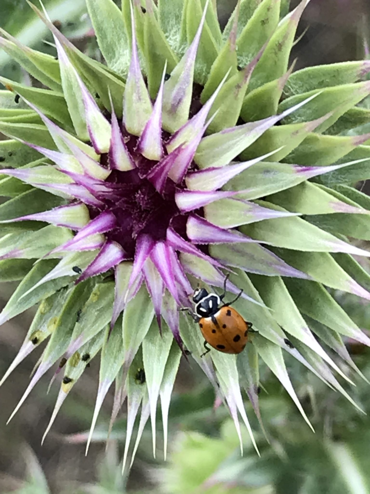 Thistles, Knapweeds, and Weevils - Wild About Utah