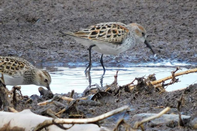 Shorebirds - Wild About Utah