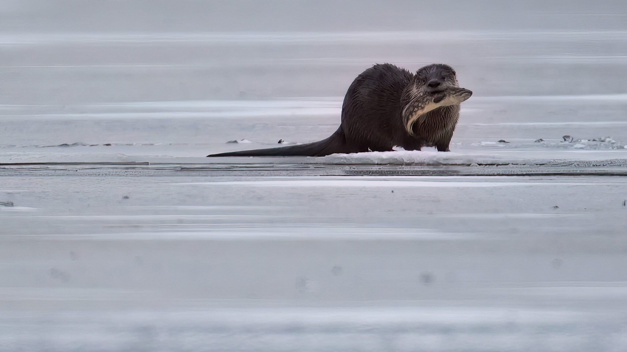 Wild About Utah - A Utah Public Radio production featuring contributors ...