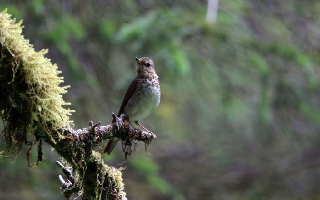 Discerning the Glorious Songs of our Thrushes - Wild About Utah
