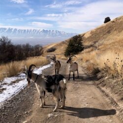 Goats in the Mountains - Wild About Utah