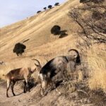Goats in the Mountains - Wild About Utah
