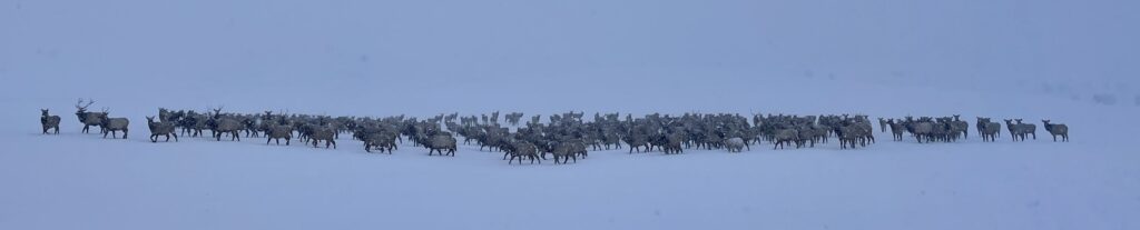 Hardware Ranch - Wild About Utah