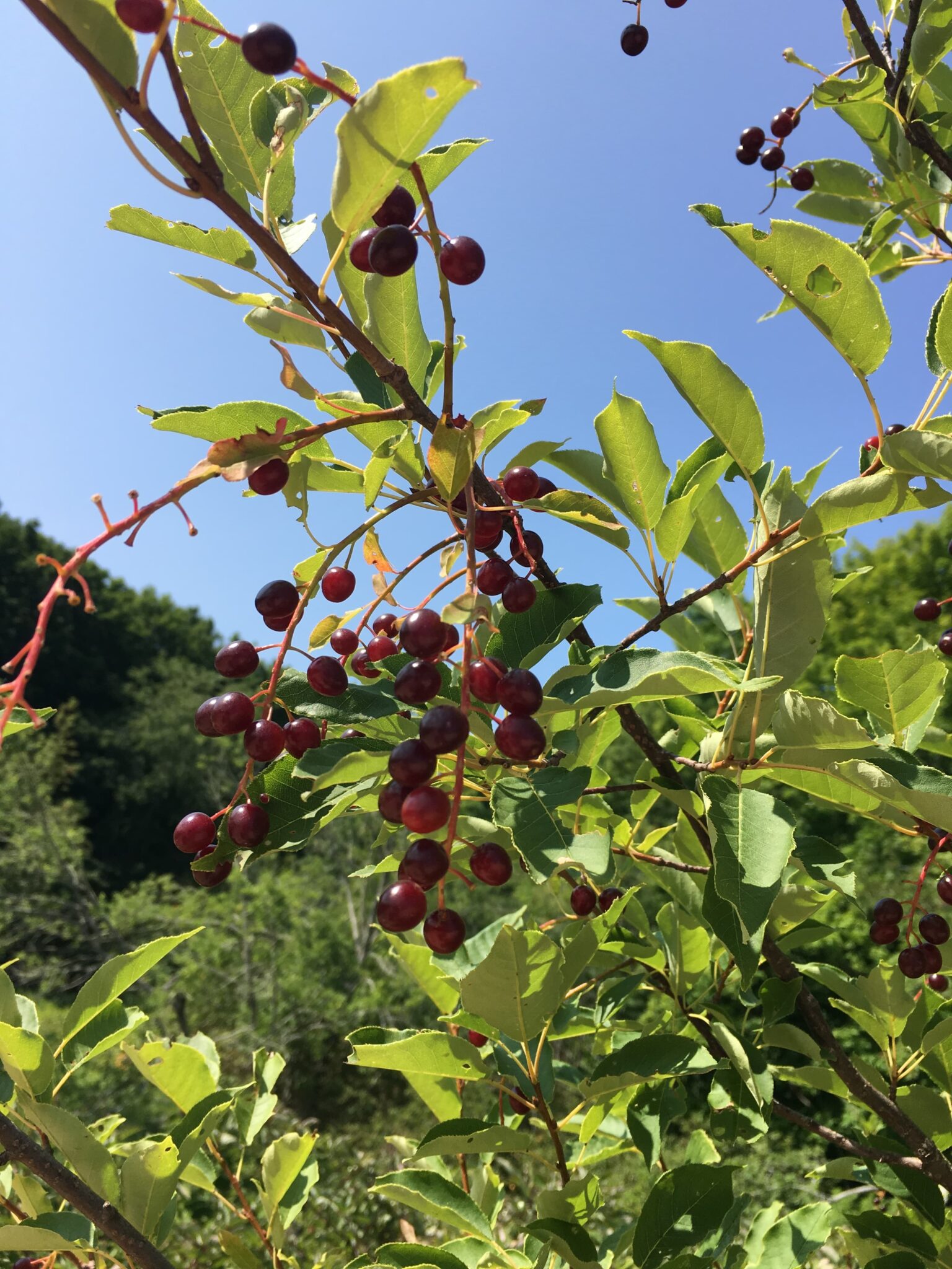 Chokecherries - Wild About Utah