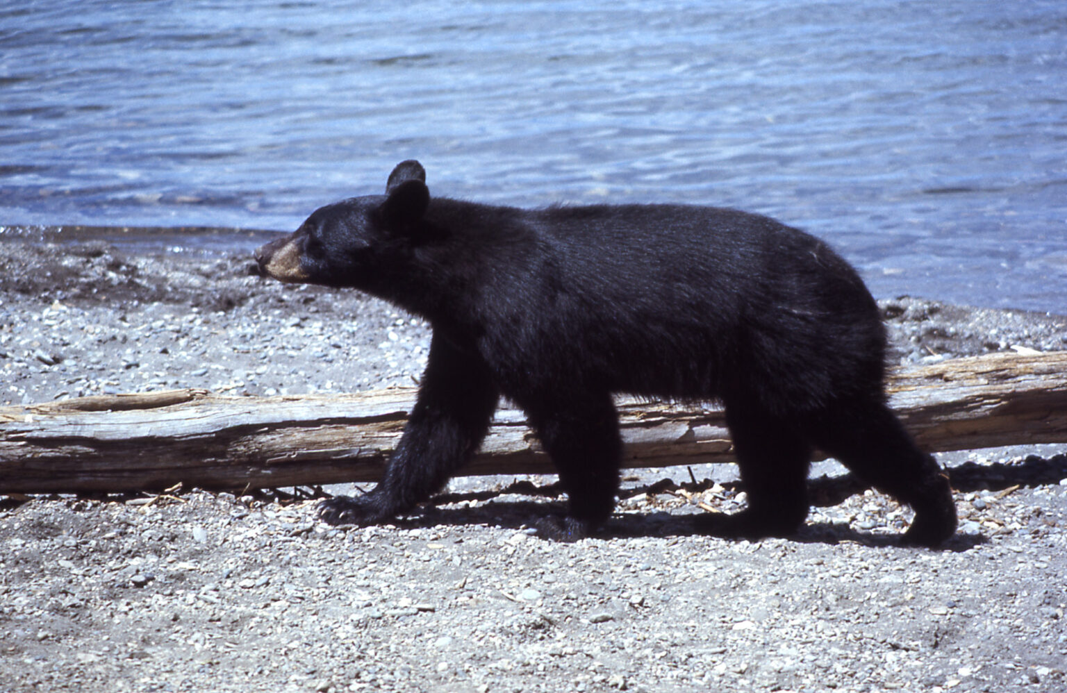 Bear Stories - Wild About Utah