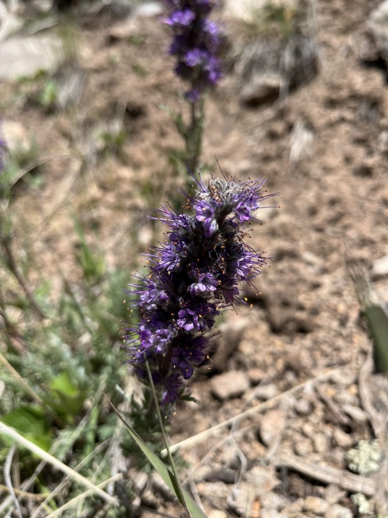 Wild About Utah - A Utah Public Radio production featuring contributors ...