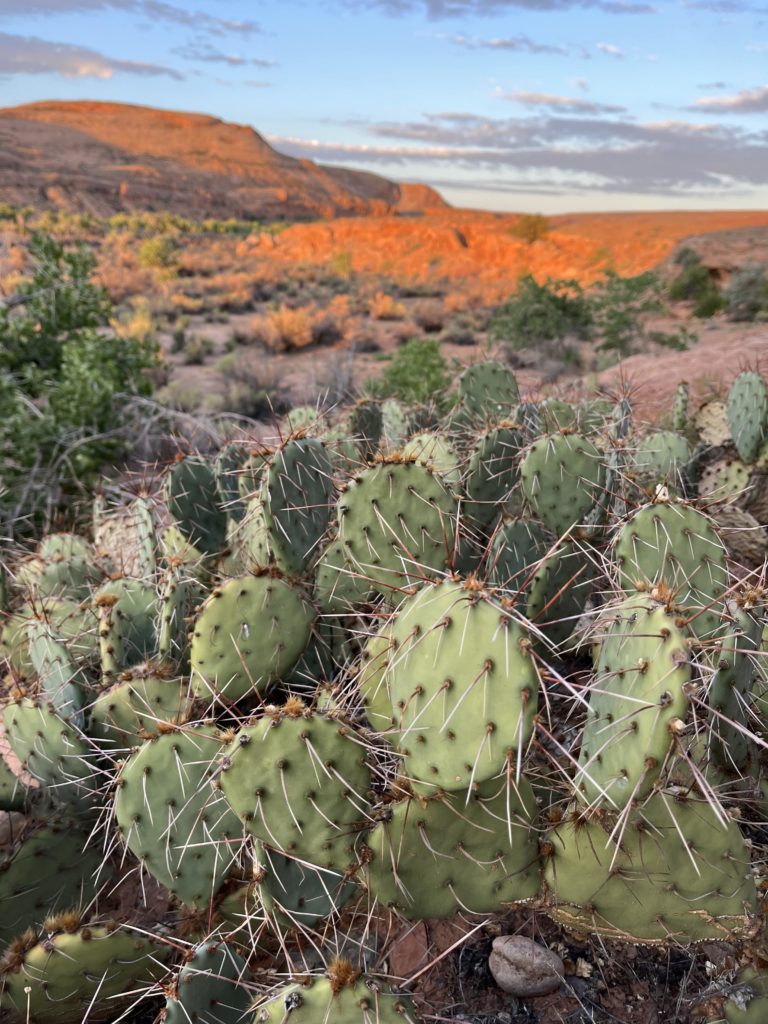Desert Desserts - Wild About Utah