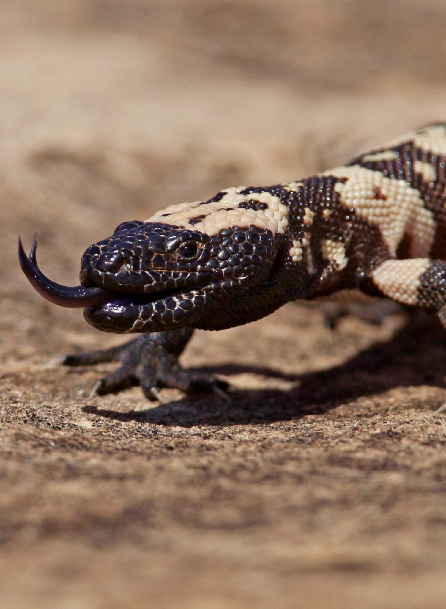 Wild About Monsters - Wild About Utah